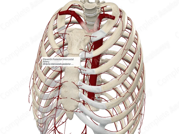 Eleventh Posterior Intercostal Artery | Complete Anatomy