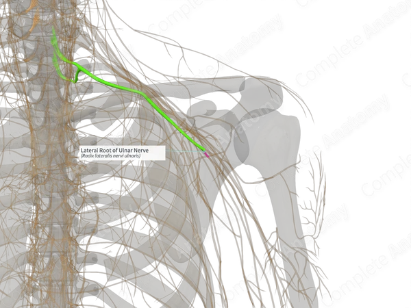 Lateral Root of Ulnar Nerve (Right) | Complete Anatomy