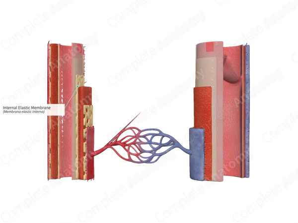 Internal Elastic Membrane | Complete Anatomy