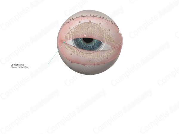Conjunctiva | Complete Anatomy