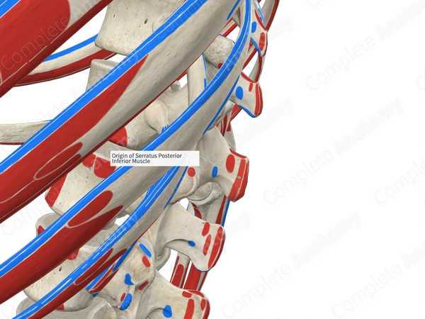 Origin of Serratus Posterior Inferior Muscle | Complete Anatomy