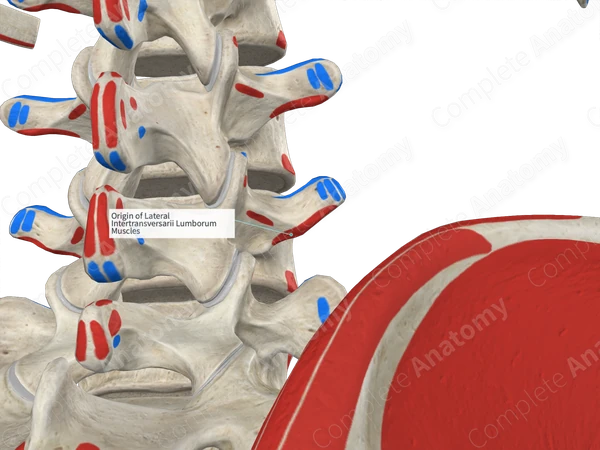 Origin of Lateral Intertransversarii Lumborum Muscles | Complete Anatomy