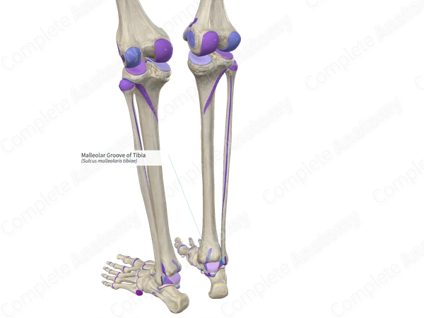 Malleolar Groove of Tibia | Complete Anatomy