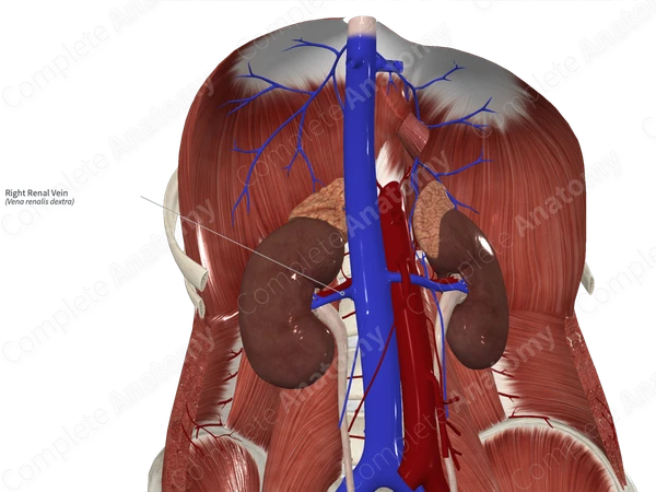 Right Renal Vein | Complete Anatomy