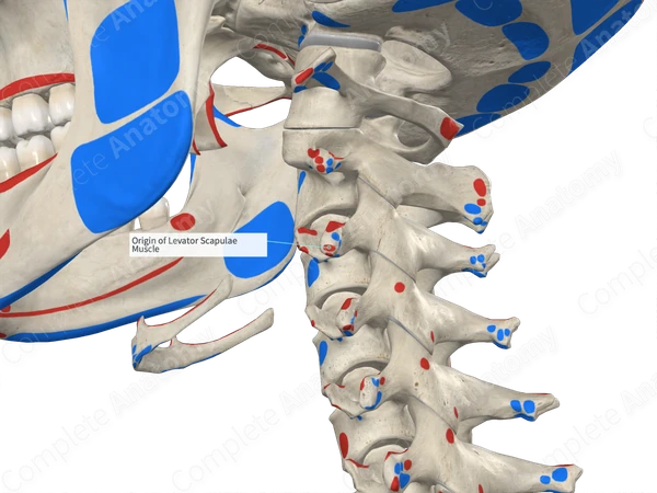 Origin of Levator Scapulae Muscle | Complete Anatomy