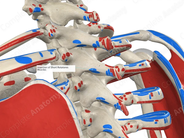 Insertion of Short Rotatores Muscles | Complete Anatomy