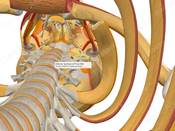 Inferior Surface of First Rib | Complete Anatomy