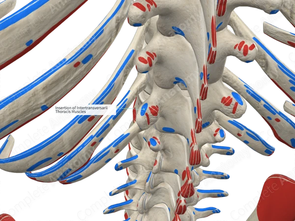 Insertion of Intertransversarii Thoracis Muscles | Complete Anatomy