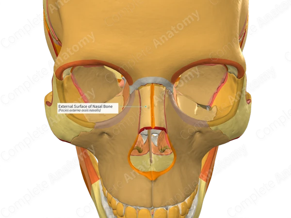 External Surface of Nasal Bone | Complete Anatomy