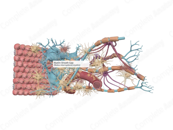 Myelin Sheath Gap | Complete Anatomy