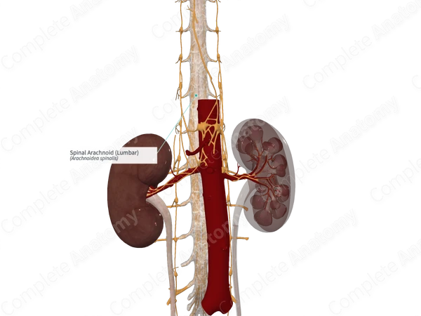 Spinal Arachnoid (Lumbar) | Complete Anatomy