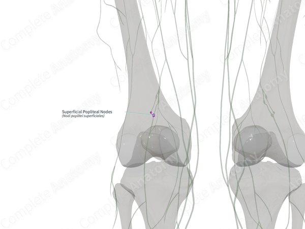 Superficial Popliteal Nodes (Right) | Complete Anatomy