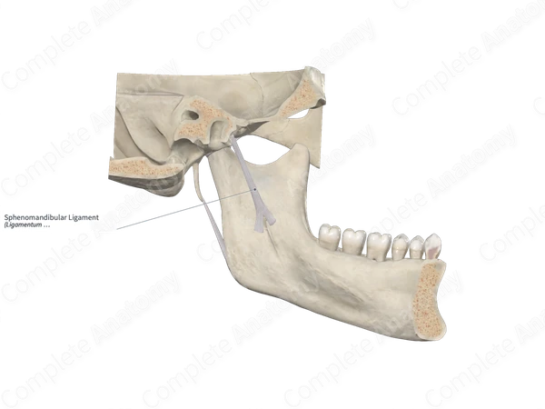 Sphenomandibular Ligament | Complete Anatomy