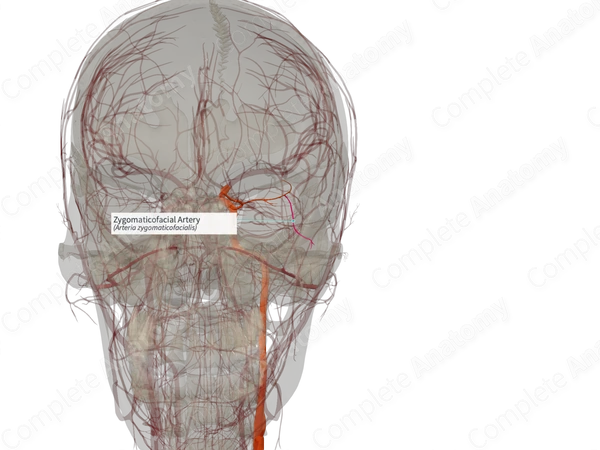 Zygomaticofacial Foramen