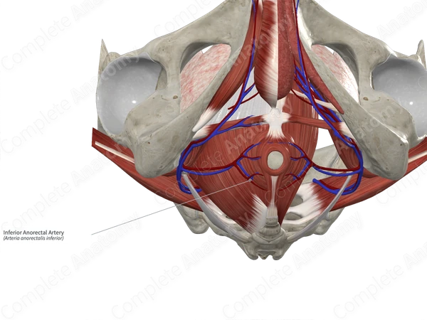Inferior Anorectal Artery | Complete Anatomy