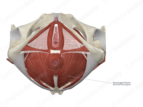 Iliococcygeus Muscle | Complete Anatomy