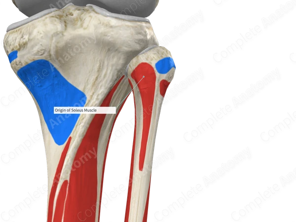 Origin of Soleus Muscle | Complete Anatomy