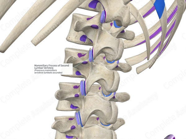 Mammillary Process of Second Lumbar Vertebra (Left) | Complete Anatomy