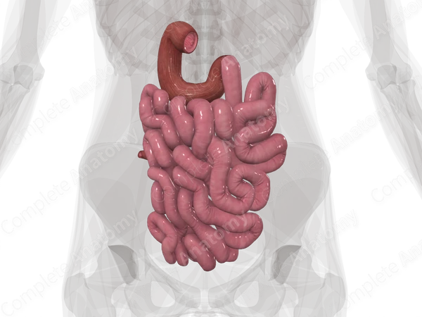 Small Intestine | Complete Anatomy