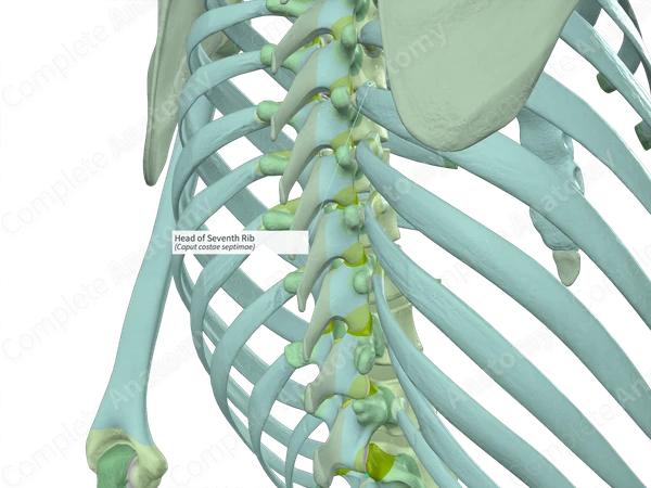 Head of Seventh Rib | Complete Anatomy