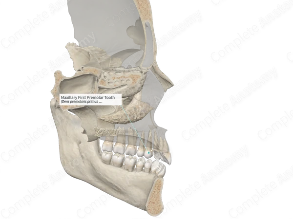 Maxillary First Premolar Tooth | Complete Anatomy