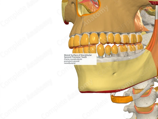 Mesial Surface of Mandibular Second Premolar Tooth | Complete Anatomy