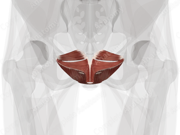 Pelvic Diaphragm | Complete Anatomy