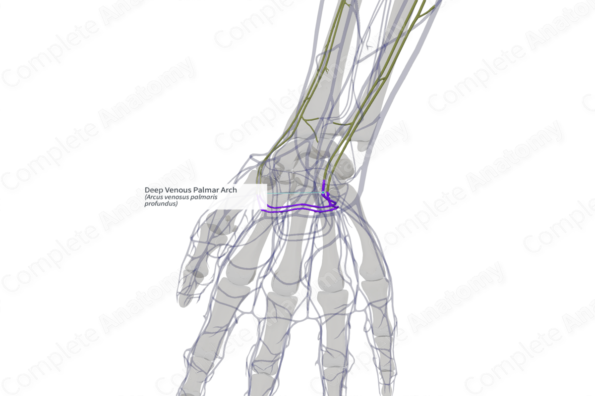 Deep Venous Palmar Arch Right Complete Anatomy