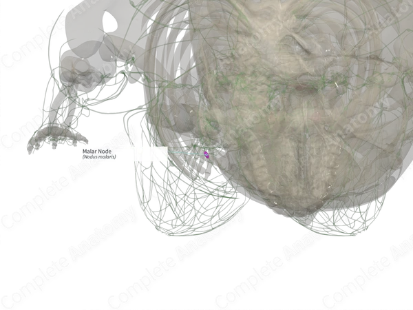 Malar Node (Right) | Complete Anatomy
