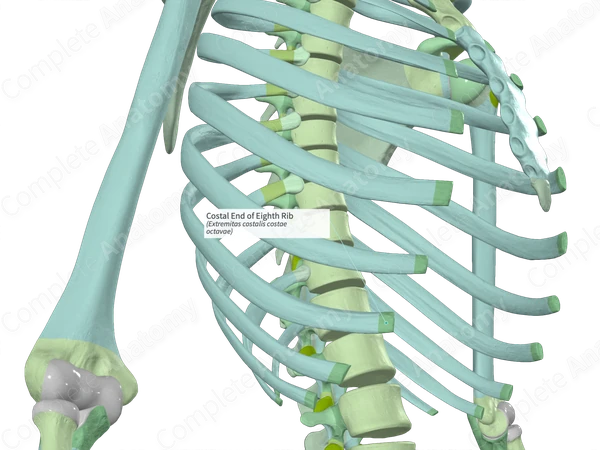 Costal End of Eighth Rib | Complete Anatomy