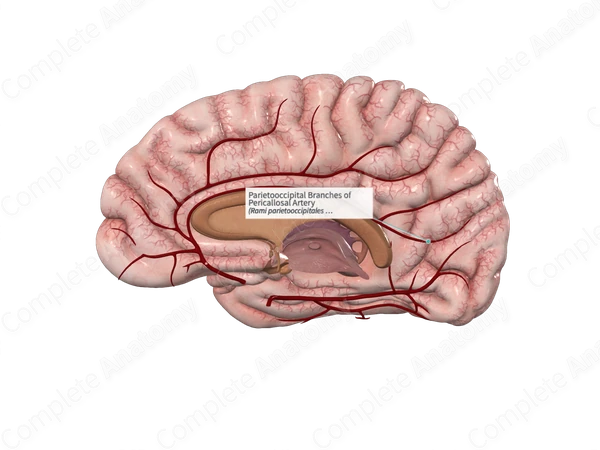 Parietooccipital Branches of Pericallosal Artery | Complete Anatomy