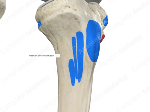 Insertion of Gracilis Muscle | Complete Anatomy