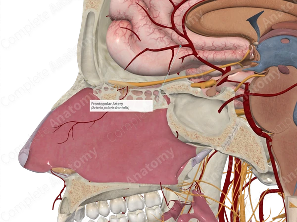 Frontopolar Artery | Complete Anatomy