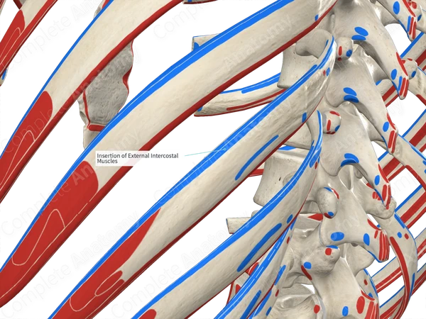 Insertion of External Intercostal Muscles | Complete Anatomy