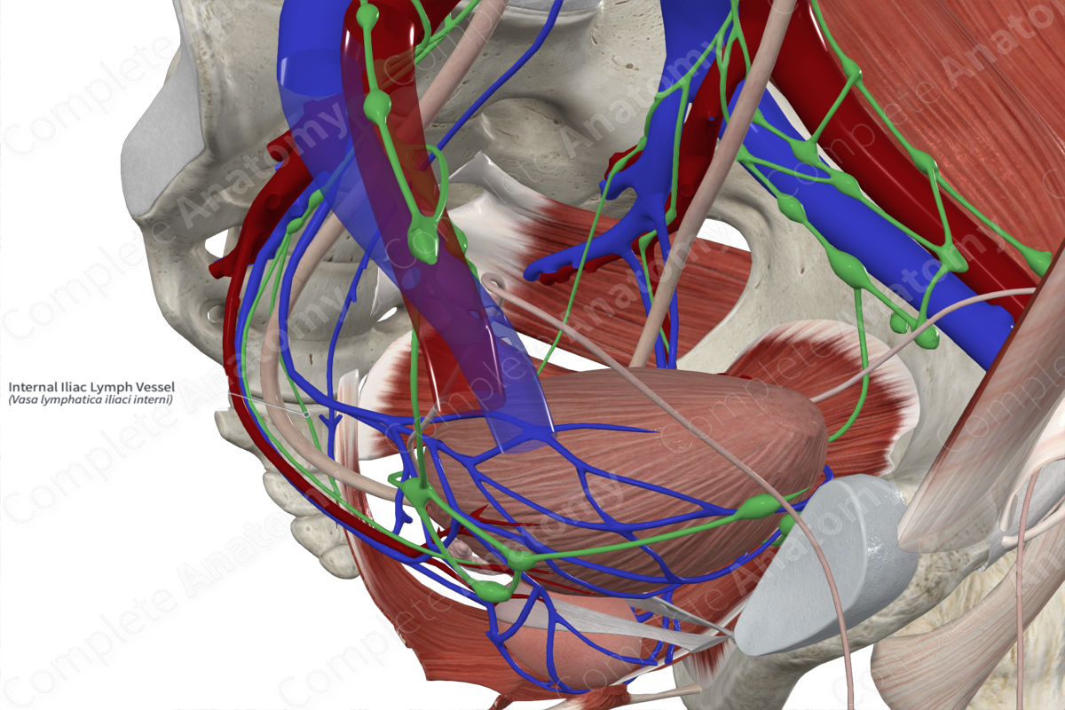 Internal Iliac Lymph Nodes.htm