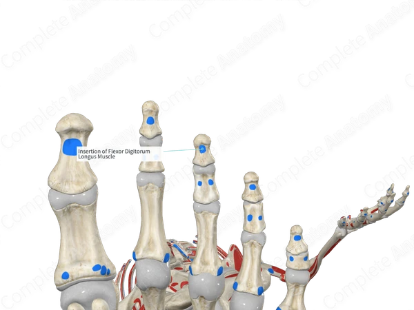 Insertion of Flexor Digitorum Longus Muscle | Complete Anatomy