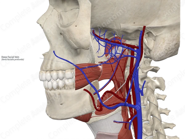 Deep Facial Vein | Complete Anatomy