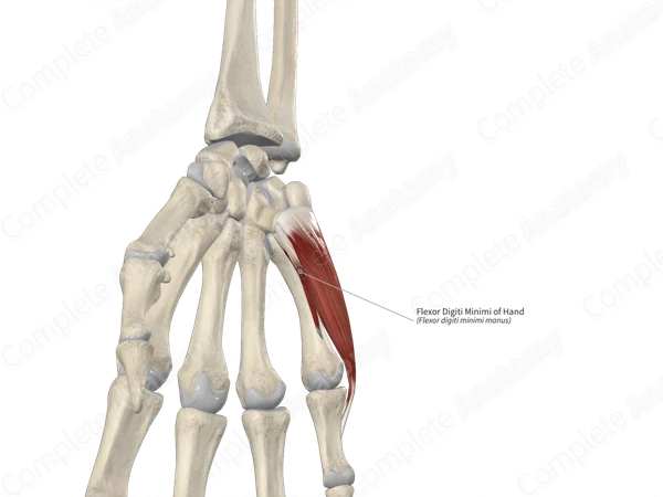 Flexor Digiti Minimi of Hand | Complete Anatomy