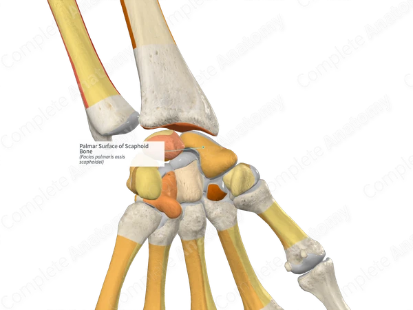 Palmar Surface of Scaphoid Bone | Complete Anatomy