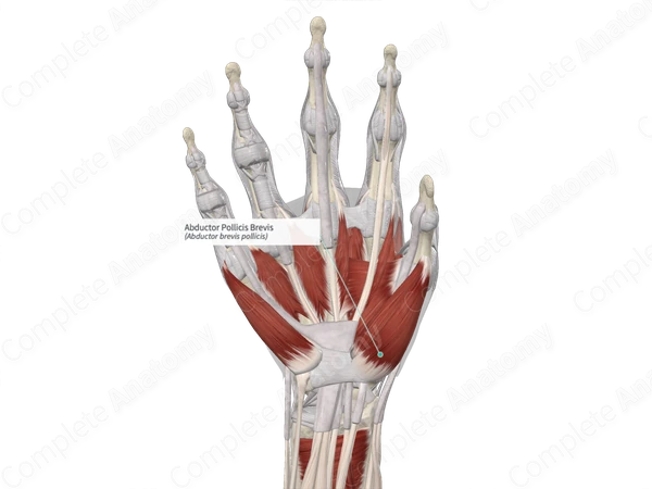 Abductor Pollicis Brevis | Complete Anatomy