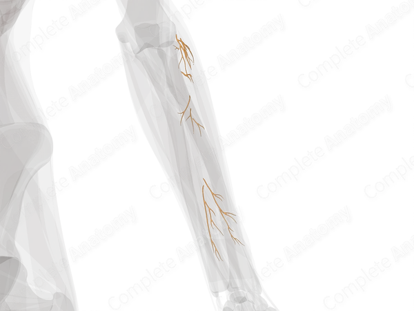 Muscular Branches of Radial Nerve (Forearm; Left) | Complete Anatomy