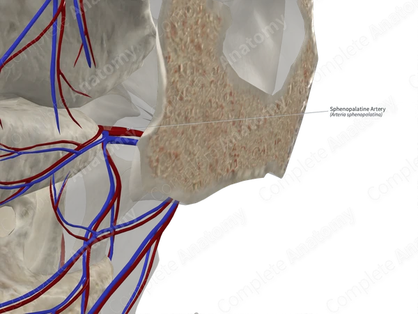 Sphenopalatine Artery | Complete Anatomy