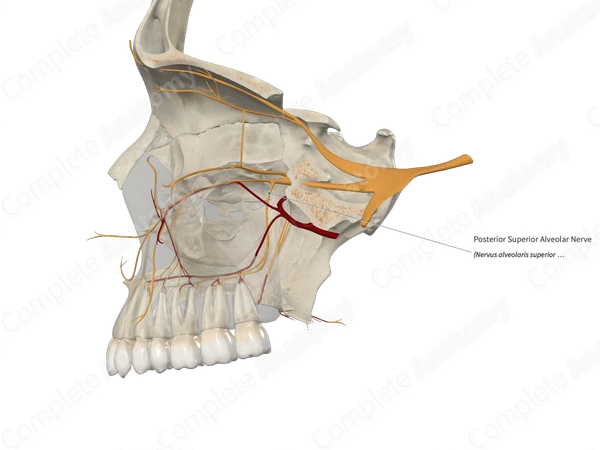 Posterior Superior Alveolar Nerve | Complete Anatomy