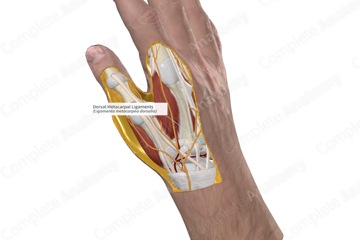 Dorsal Metacarpal Ligaments Complete Anatomy
