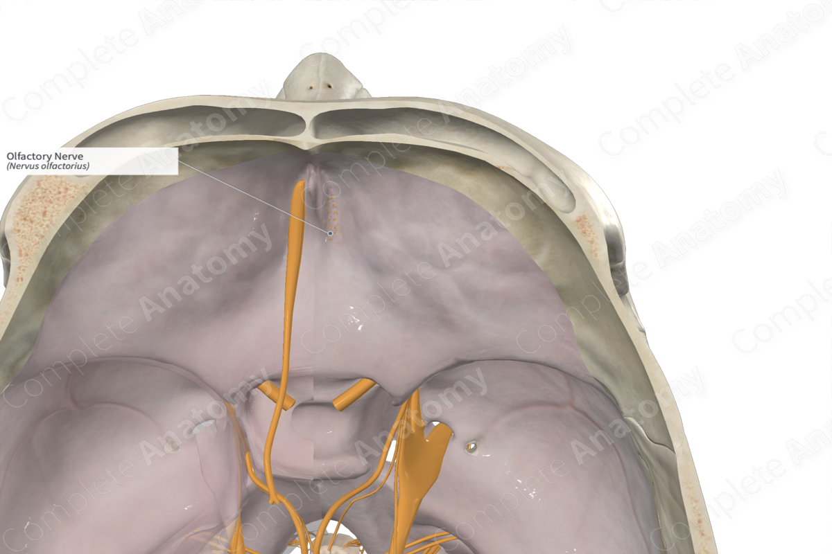 Olfactory Nerve | Complete Anatomy