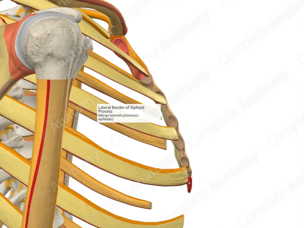 Lateral Border of Xiphoid Process (Right) | Complete Anatomy