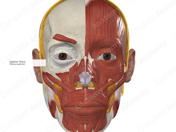 Superior Tarsus | Complete Anatomy