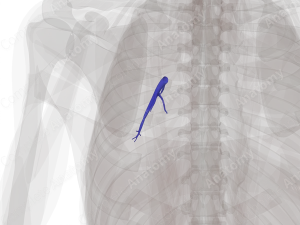 Pulmonary Arteries of Inferior Lobe of Right Lung | Complete Anatomy