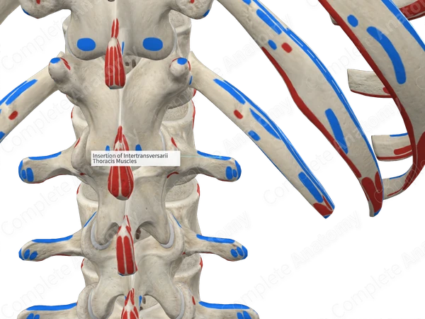 Insertion of Intertransversarii Thoracis Muscles | Complete Anatomy