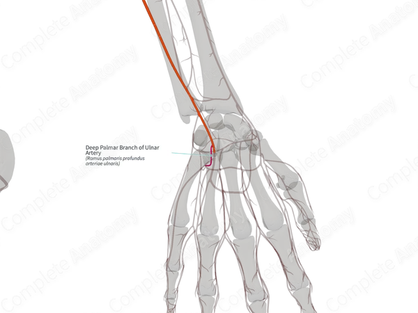 Deep Palmar Branch of Ulnar Artery (Right) | Complete Anatomy